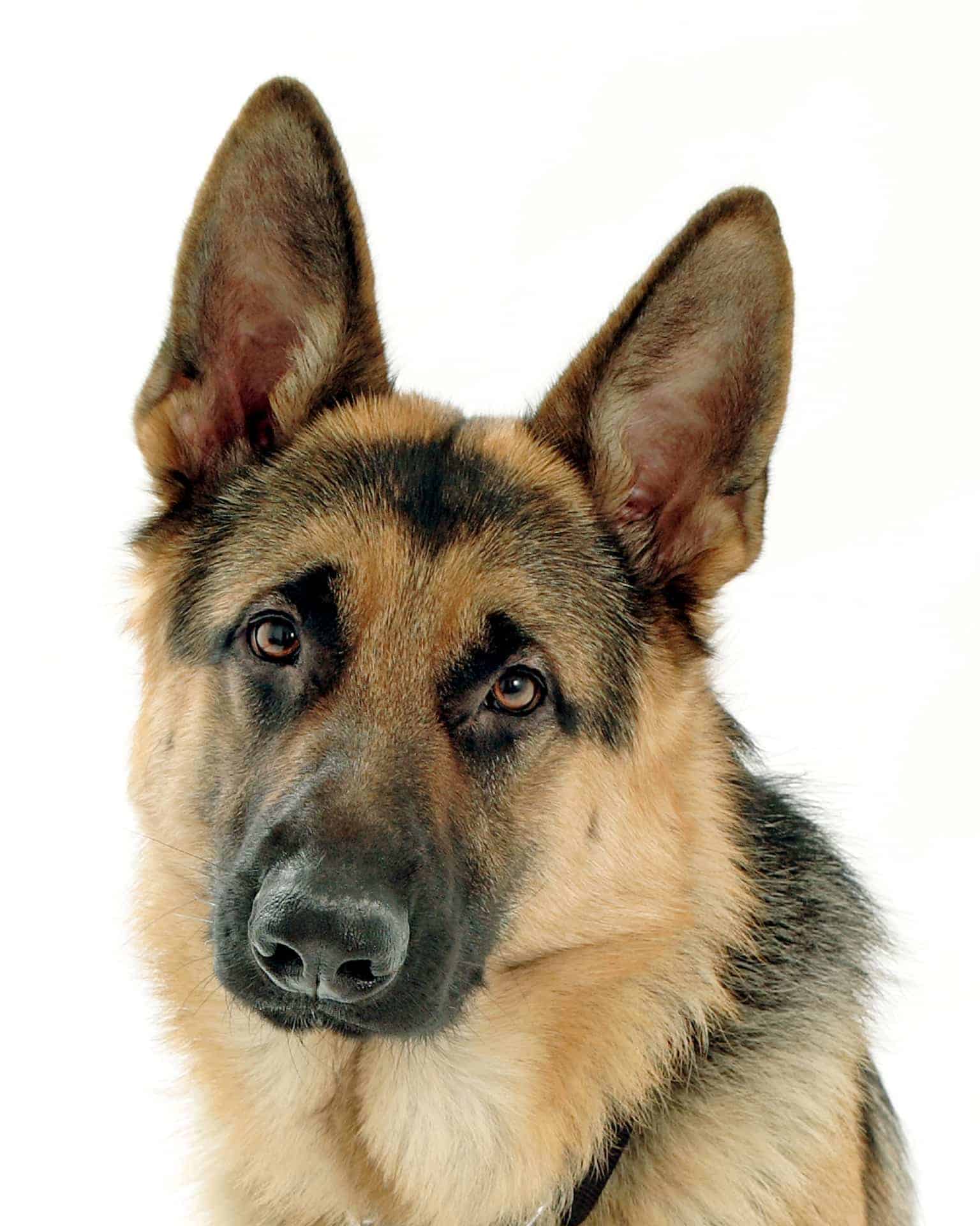 The Dog s Head