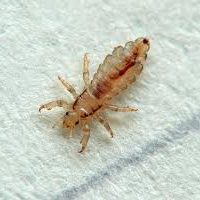 How to Detect & Manage Dog Lice