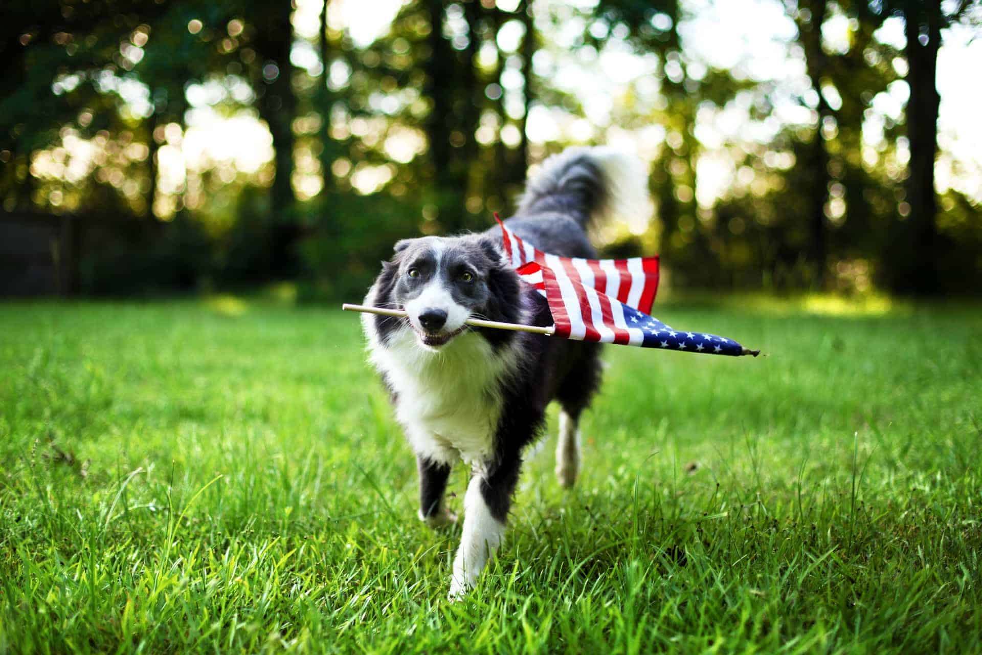 4th Of July Pet Safety Tips 4th Of July Pet Safety Tips